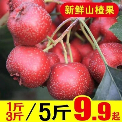 新鲜山楂产地采摘大金星山楂直发