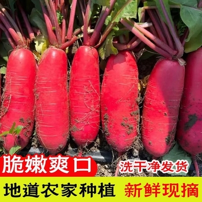 新鲜红萝卜新鲜蔬菜水果萝卜农家自种现挖生吃脆甜红心白心萝卜