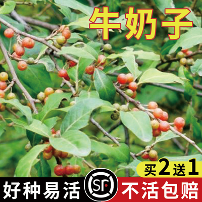 材种子牛奶子种子甜枣