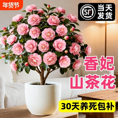 山茶花盆栽香妃树苗带花苞