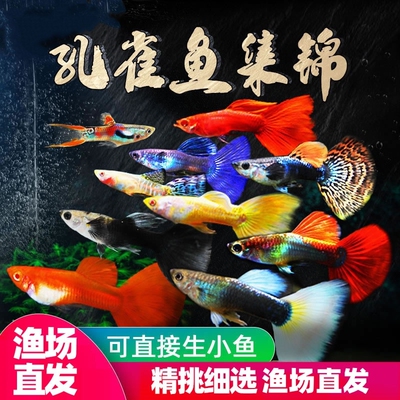 孔雀热带观赏鱼苗好养耐活耐活鱼