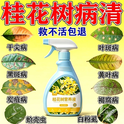 桂花枯叶病黄叶焦叶干尖桂花树专用营养液病害清促开花肥料杀菌剂