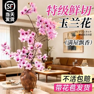 白玉兰花水培干枝鲜切带花苞鲜枝室内办公室植物四季绿植好养花卉