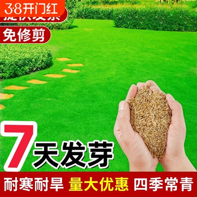 草坪草籽黑麦草子牙根青草皮草籽马尼拉草种籽庭院植物耐寒护坡