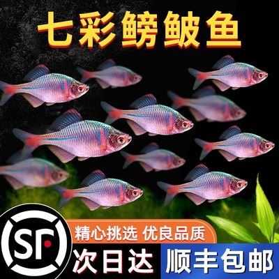 顺丰上门-七彩鳑鲏鱼-冷水鱼
