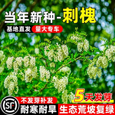 刺槐种子耐旱耐贫瘠护坡固土灌木草籽荒山绿化生态修复灌木种籽子