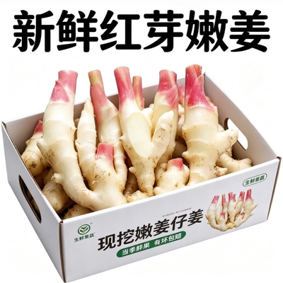 2026现挖嫩姜红芽新鲜大仔姜子姜芽生姜老糖醋姜泡姜食用当季姜汁