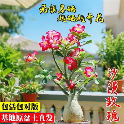 多肉重瓣沙漠玫瑰夏带花苞阳台室内好养小盆栽花卉绿植小花懒人花
