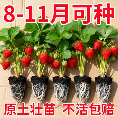 草莓苗秧四季结果盆栽种子穴盘苗奶油特大号优质批发玄玉红颜隋珠