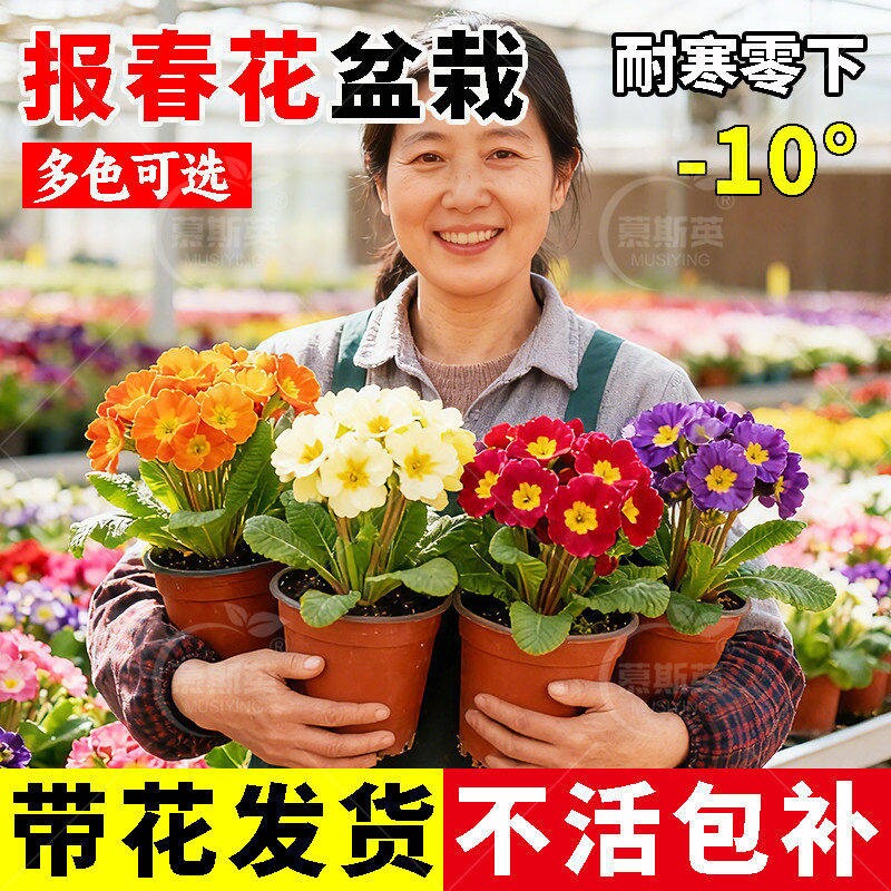 报春花盆栽带花苞迎春重瓣小苗耐寒冬季室内外四季花卉年宵花植物