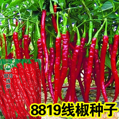 四季蔬菜种孑干鲜俩用高产