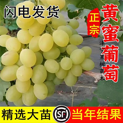 黄蜜葡萄树苗早熟无核黄香蜜提子树苖盆栽地栽北南方种植当年结果
