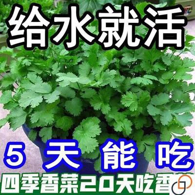 香菜种子蔬菜种子大全农家盆栽香菜新鲜四季蔬菜种子室内种植种籽