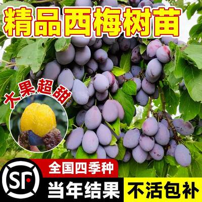 西梅树苗盆栽室内外庭院