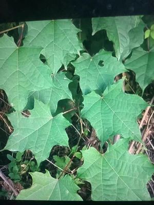 中药材 野生八角枫根 华瓜木 白龙须 木八角 八角枫根皮500g包邮