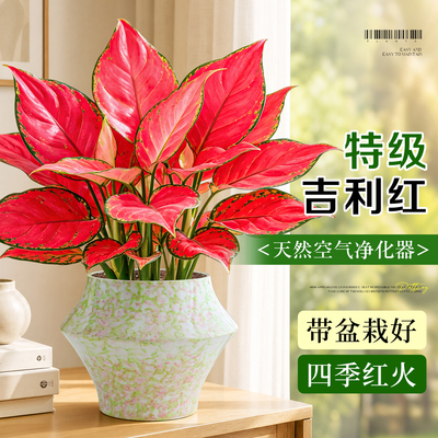 【旺宅好运花卉】吉利红好养盆栽