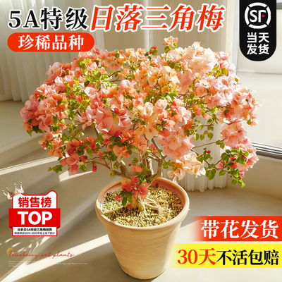 日落三角梅盆栽带花阳台高端花卉