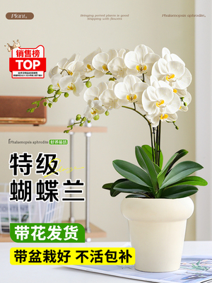特级带花蝴蝶兰盆栽绿植室内客厅办公好养花卉带花苞花箭植物兰花