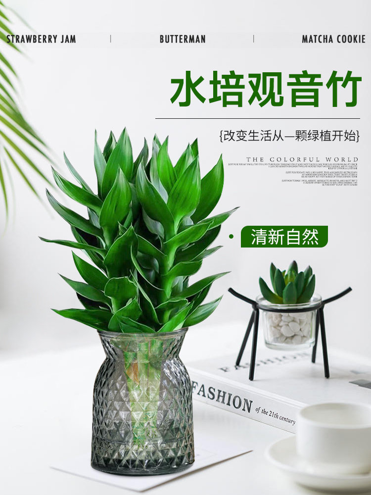 观音竹富贵竹水培植物带根花卉绿植绿萝室内盆栽转运竹子水养好养