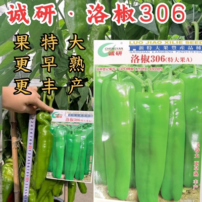 洛椒306辣椒种子洛阳绿霸六号301