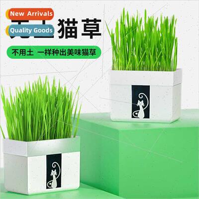 tinfoil bag lazy cat grass planting k cat green planting hai