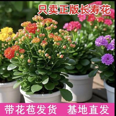 长寿花带花苞盆栽重瓣大花苗四季常开室内花卉绿植易养植物