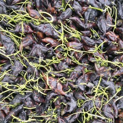 特大老菱角种子高产青苗