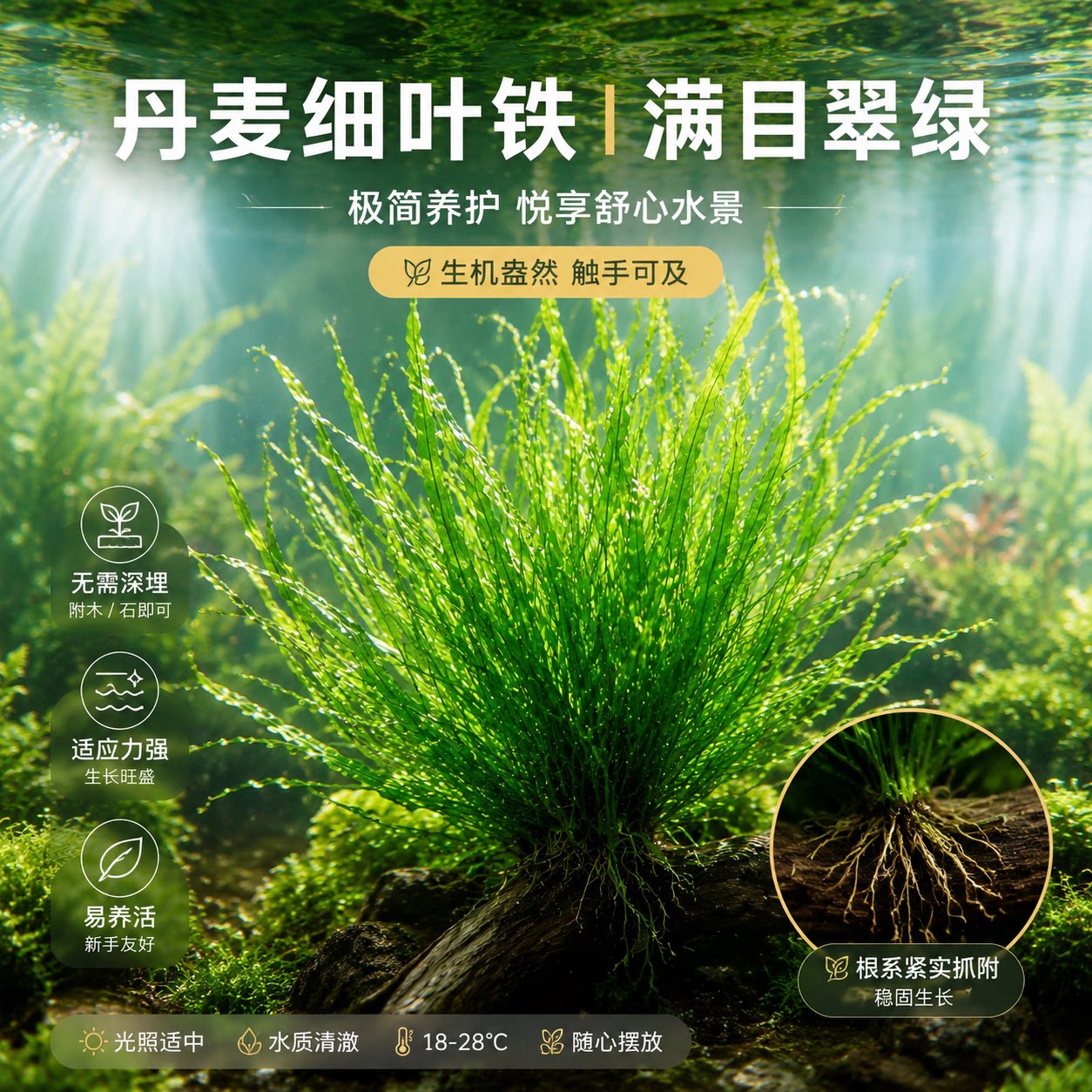 草缸丹麦细叶铁皇冠水草水下叶新手懒人鱼缸淡水造景阴性好养增氧