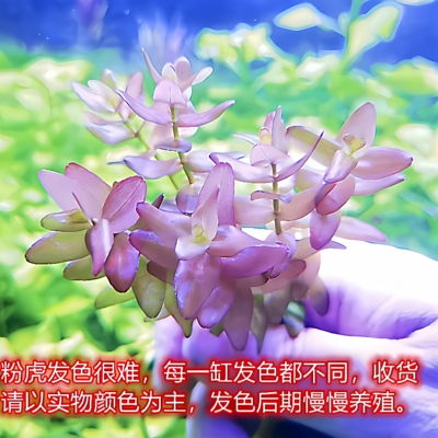 粉虎耳水草水下叶新手懒人鱼缸造景草缸淡水后景阴性阳性好养增氧