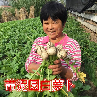 苏北农家带泥小圆白萝卜新鲜大白罗卜苏菜可腌泡菜时令蔬菜现挖