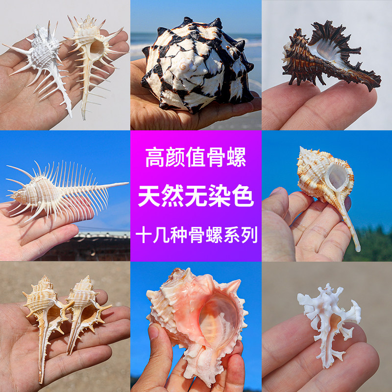 天然贝壳海螺维纳斯骨螺系列创意家居装饰品摆件收藏标本鱼缸造景