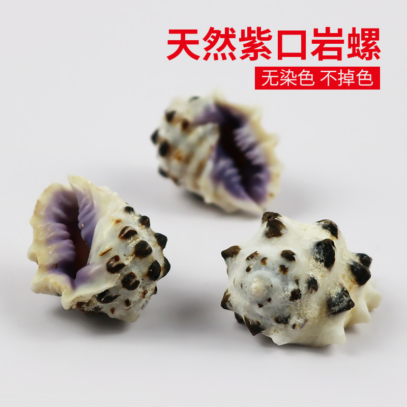 天然海螺贝壳紫口岩螺家居装饰鱼缸造景创意摆件手工diy水族馆