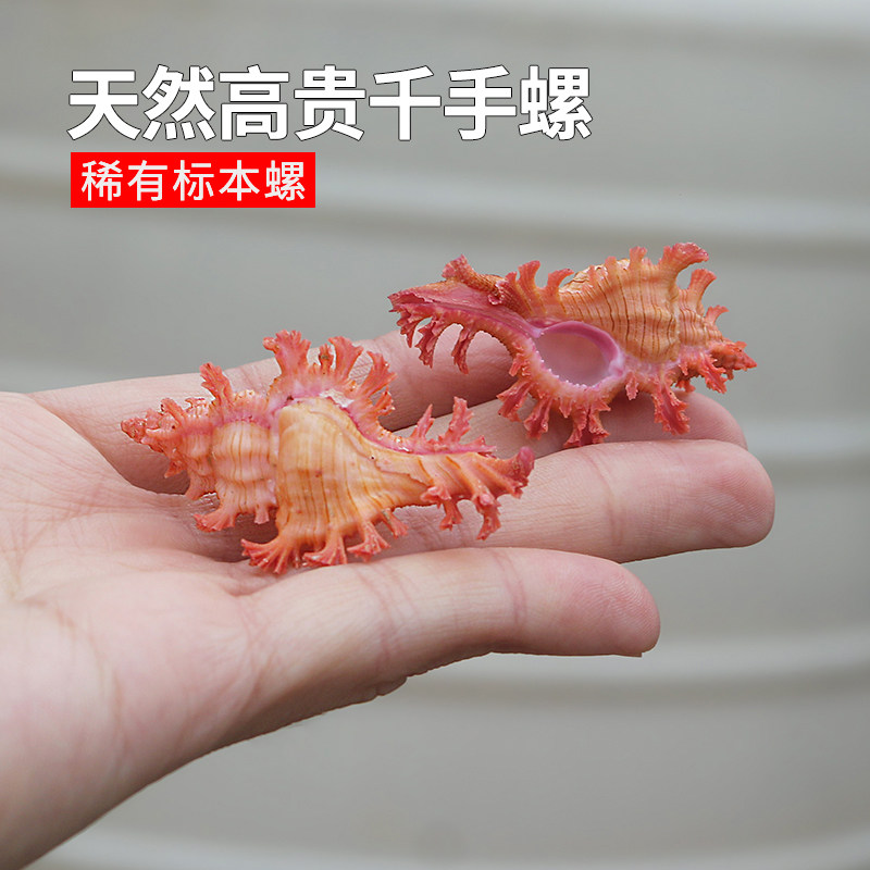 高贵千手螺天然海螺贝壳稀有标本收藏螺家居装饰摆件鱼缸造景包邮