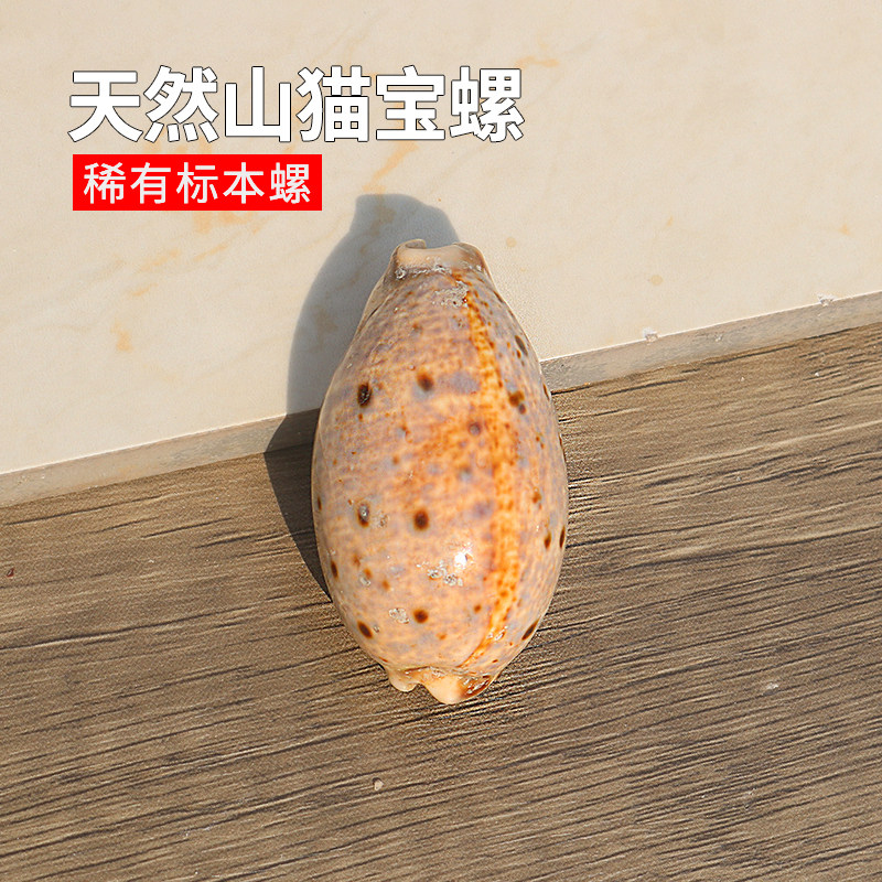 天然海螺贝壳山猫宝螺鱼缸水族箱造景稀有收藏标本螺家居橱窗装饰