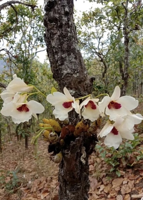 泰国大花血色石斛 dendrobium albosanguineum