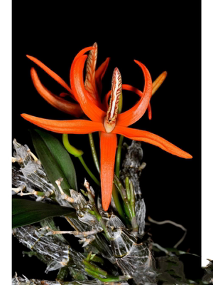 辣妹龙眼石斛Dendrobium lamyaiae G.Seidenfaden