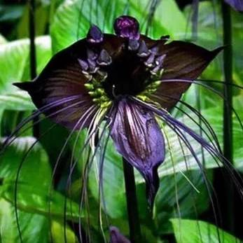 热带雨林长绿植物老虎须Tacca chantrieri Andre一盆一苗