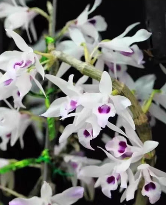 缅甸紫菀石斛Dendrobium transparens Wall. 一盆