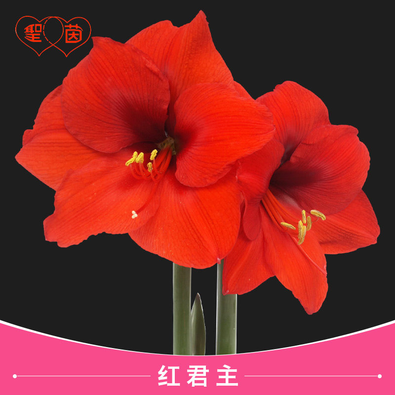 圣茵朱顶红红君主进口种球球根花卉盆栽室内外种植裸根
