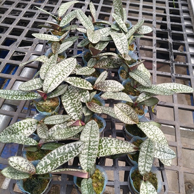 【零度生物】奎松脉纹西蕾丽小苗浓香小球植料栽植大赛报名链接