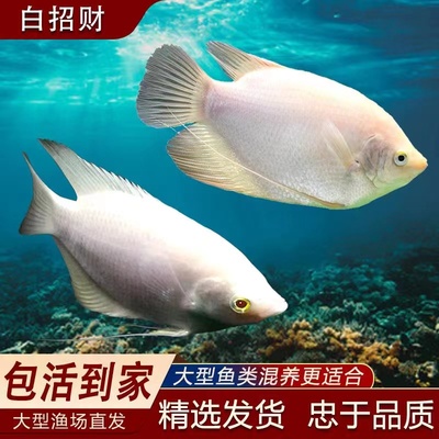 正宗冷水家用红眼起头热带观赏鱼