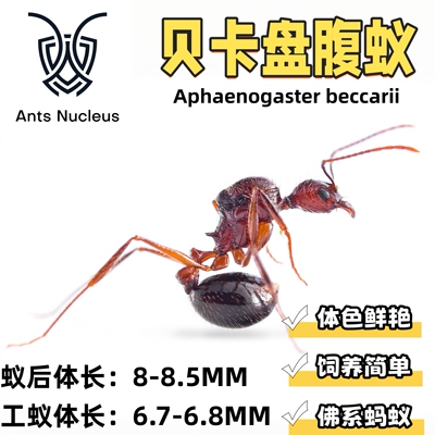 贝卡盘腹蚁活体宠物蚂蚁科普