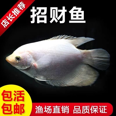 白招财鱼热带鱼观赏鱼金红龙配鱼