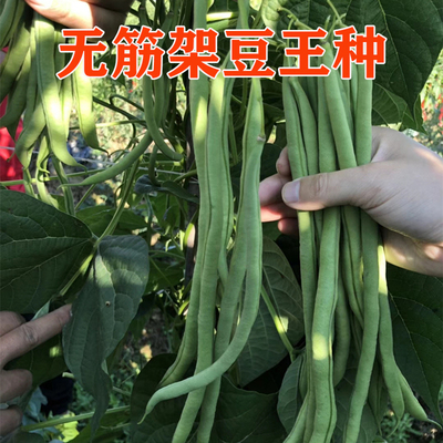 无筋架豆种子口感很好产量高