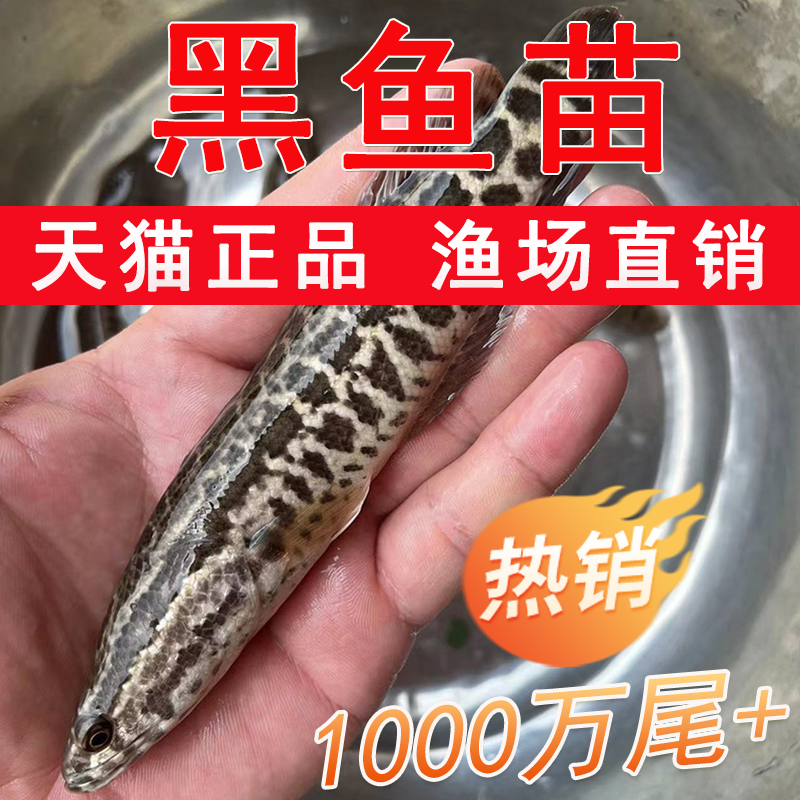 特大黑鱼苗乌鳢苗杂交小黑鱼塘养殖观赏财鱼苗淡水活体乌鱼苗批发