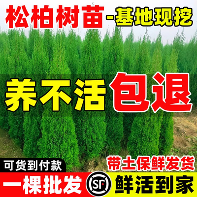 松柏树苗四季常青柏树塔柏侧柏大号树苗道路绿化易活好养圆柏松树