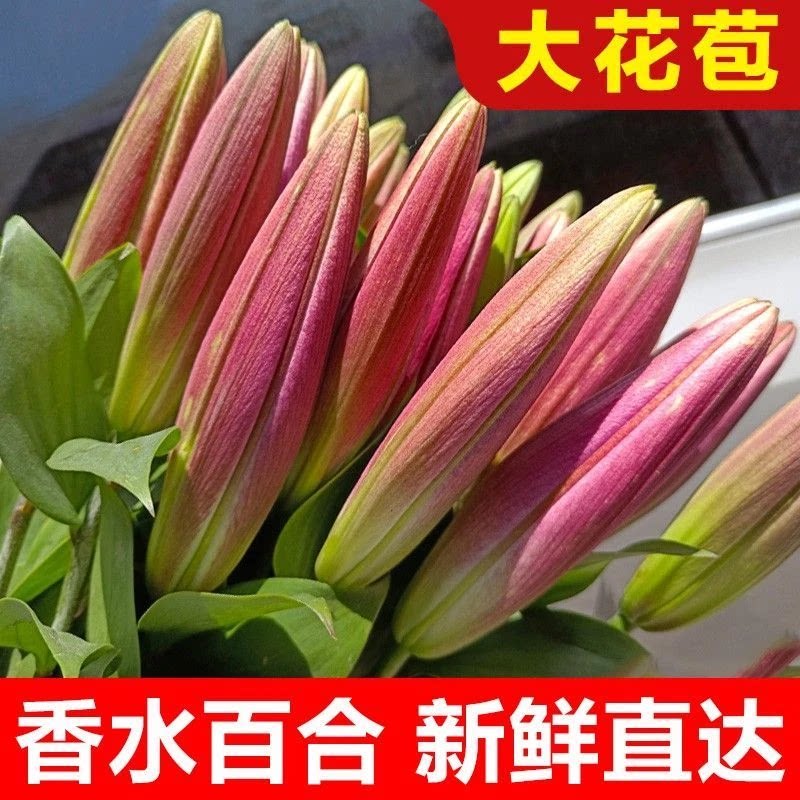 香水百合鲜花云南基地直发水培多头鲜切花花束插花插瓶多单瓣花卉