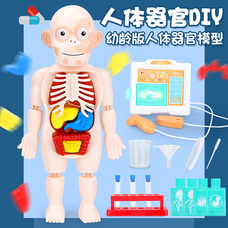 人体内脏器官结构模型医学仿真教具儿童科教早教益智玩具DIY拼装