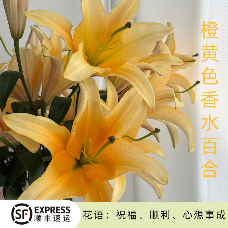 橙色晚霞香水百合花鲜切花多头顺丰速递昆明直发鲜花云南基地直发