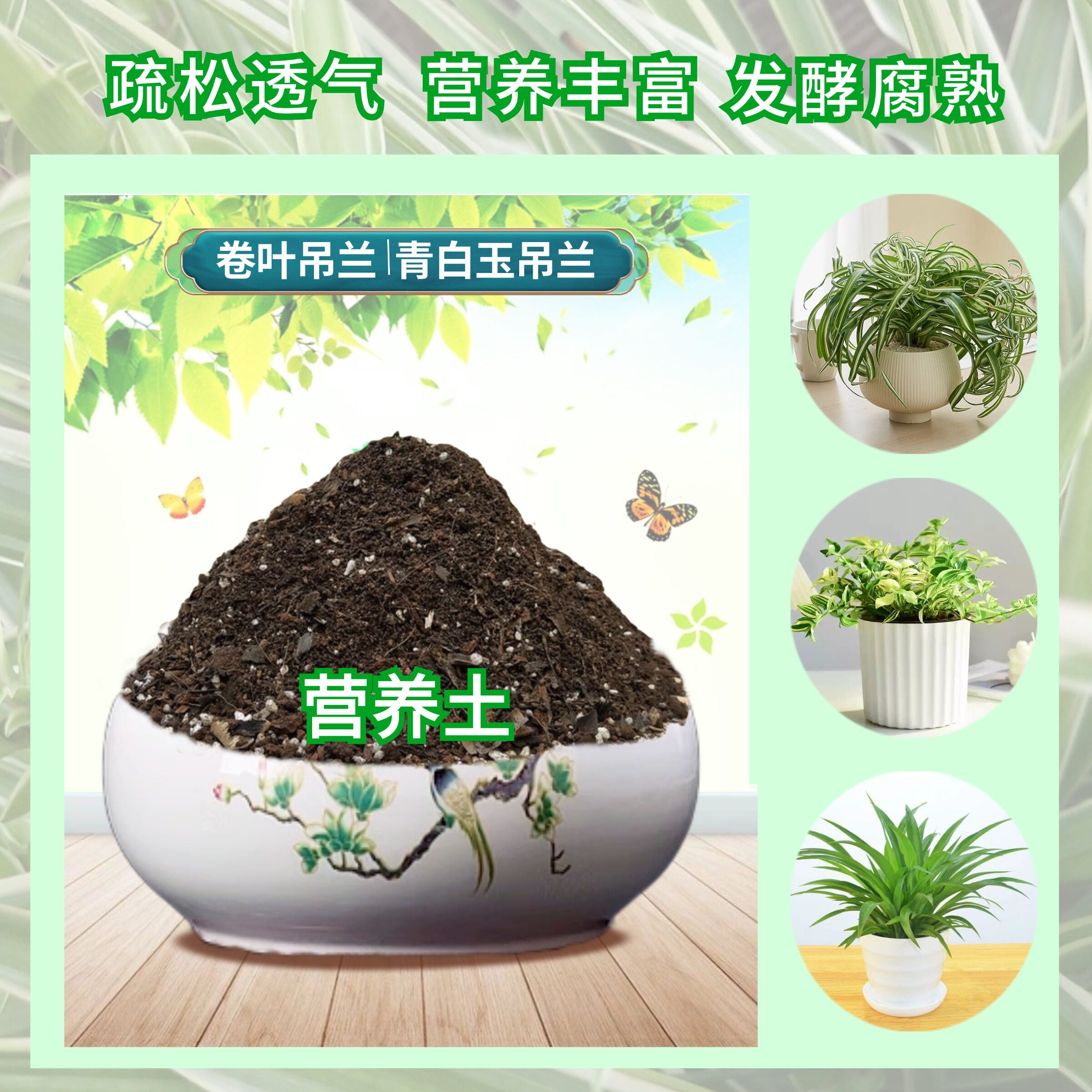 法国吊兰卷叶卷边青白玉金边钻石翡翠青叶盆栽专用营养花土种植土